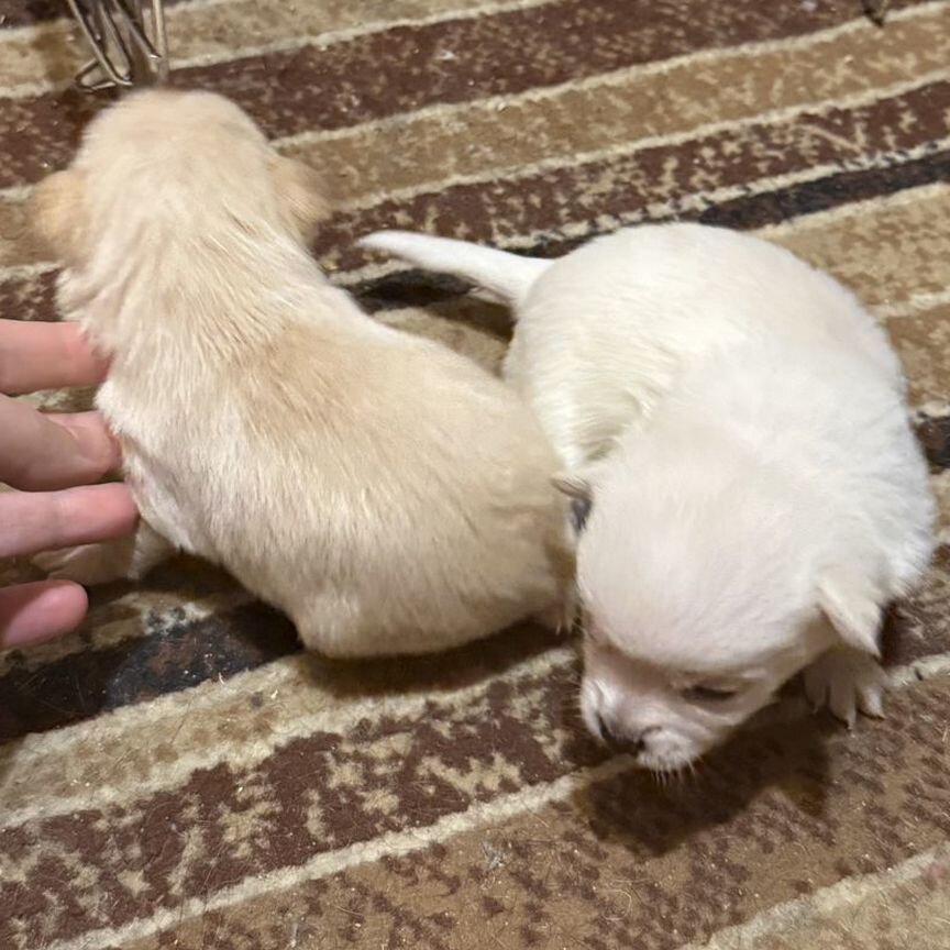 Чихуахуа, щенок