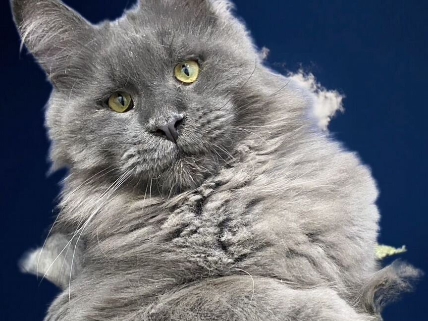 Голубой солид кот