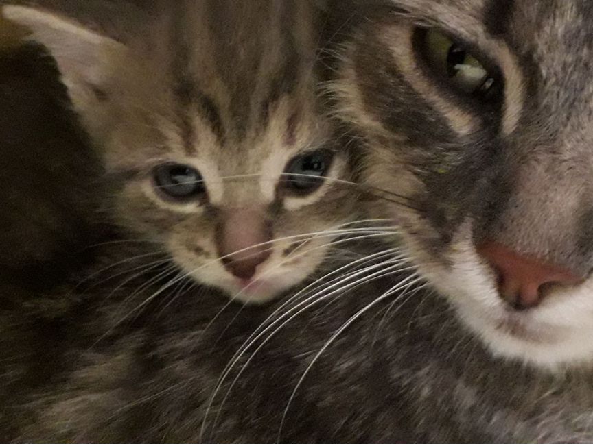 Котята
