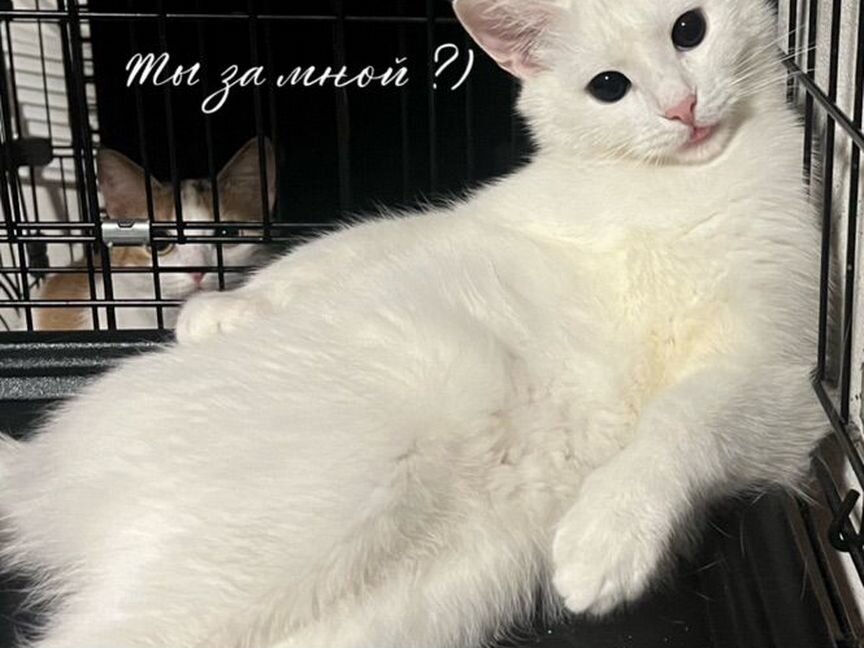 Котенок в добрые руки