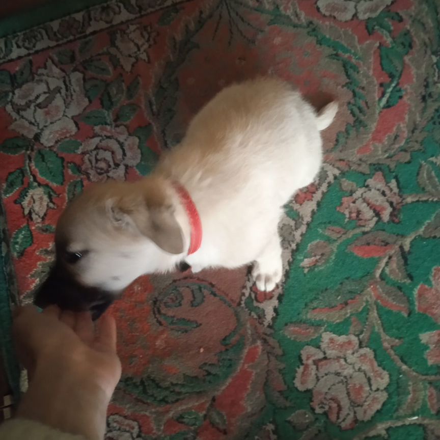 Нашли собаку, по ул Харьковская 125