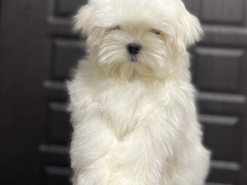 Мальтезе - мальтийская болонка