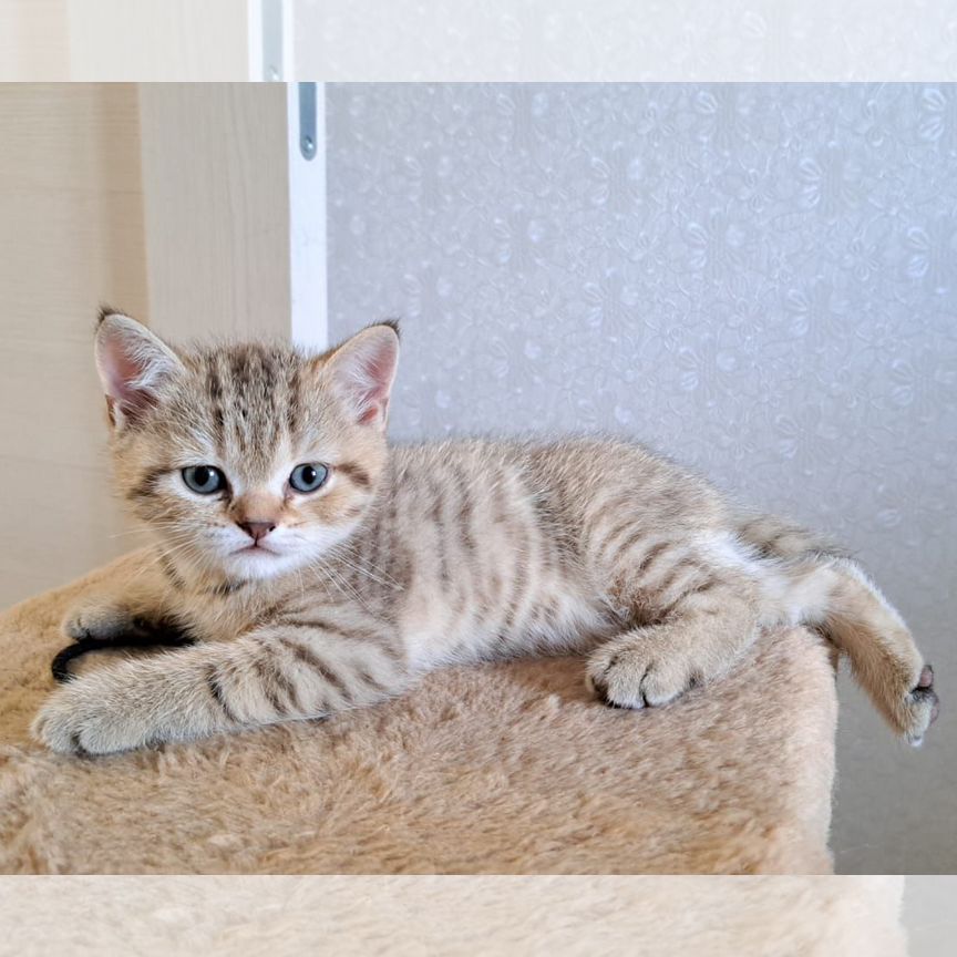 Шотландский прямоухий короткошёрстный котёнок