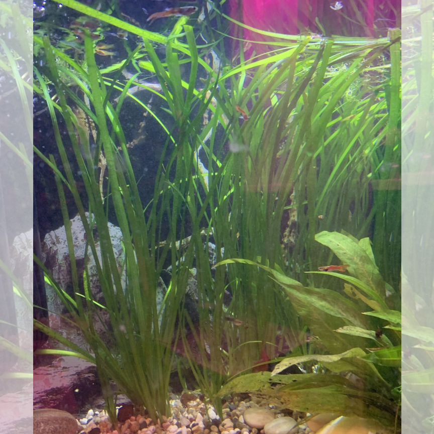 Аквариумное растение