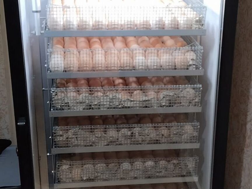 Цыплята бролер коб 500 испания