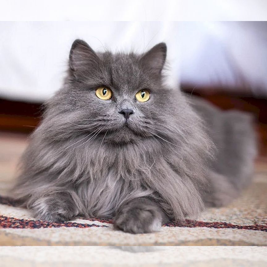 Сибирская, взрослая кошка