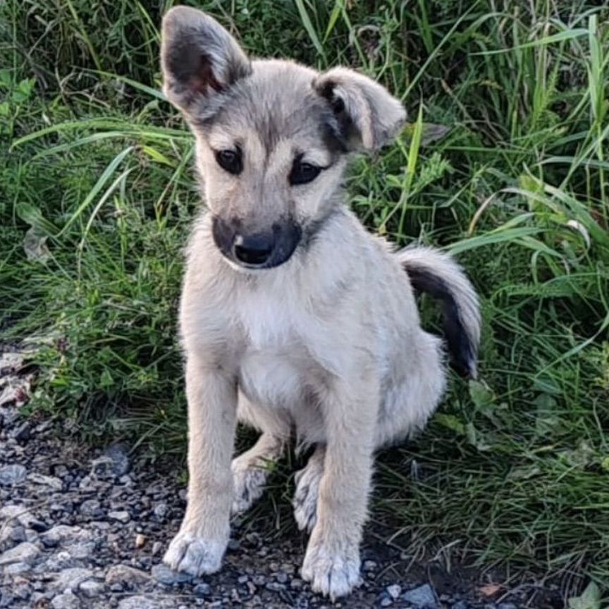 Щенок в добрые руки