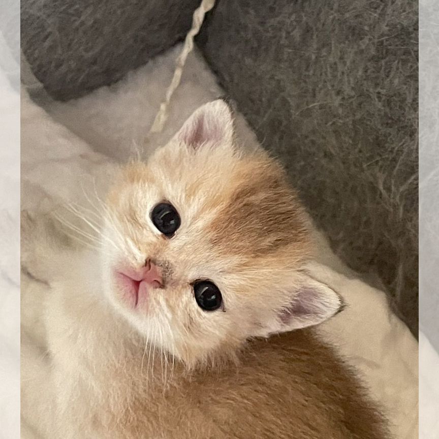Британский короткошёрстный котёнок