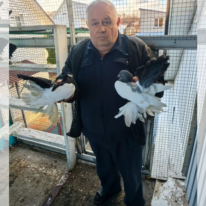 Голуби статные