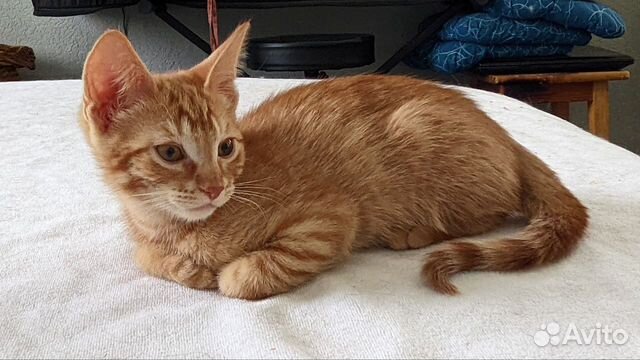 Рыжий котенок - веселое солнышко в дар купить в Москве | Животные и ...