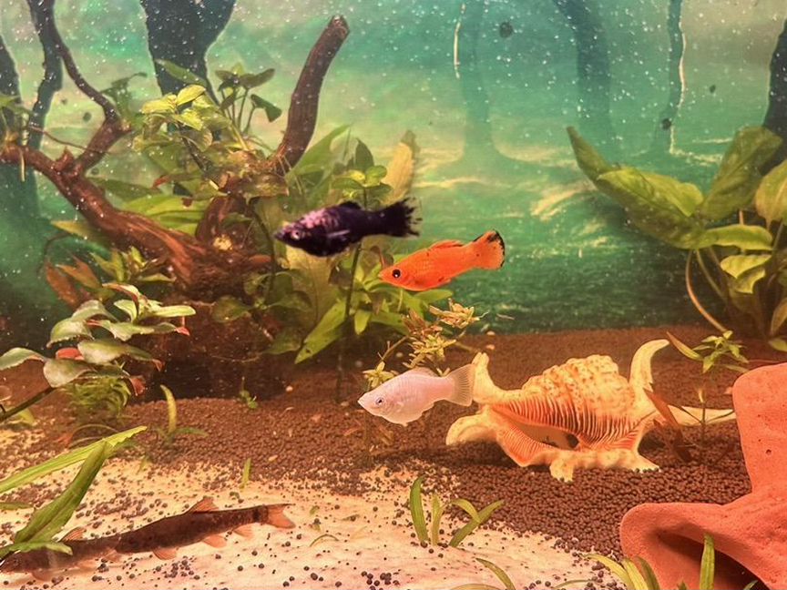 Молинезии продам или обмен