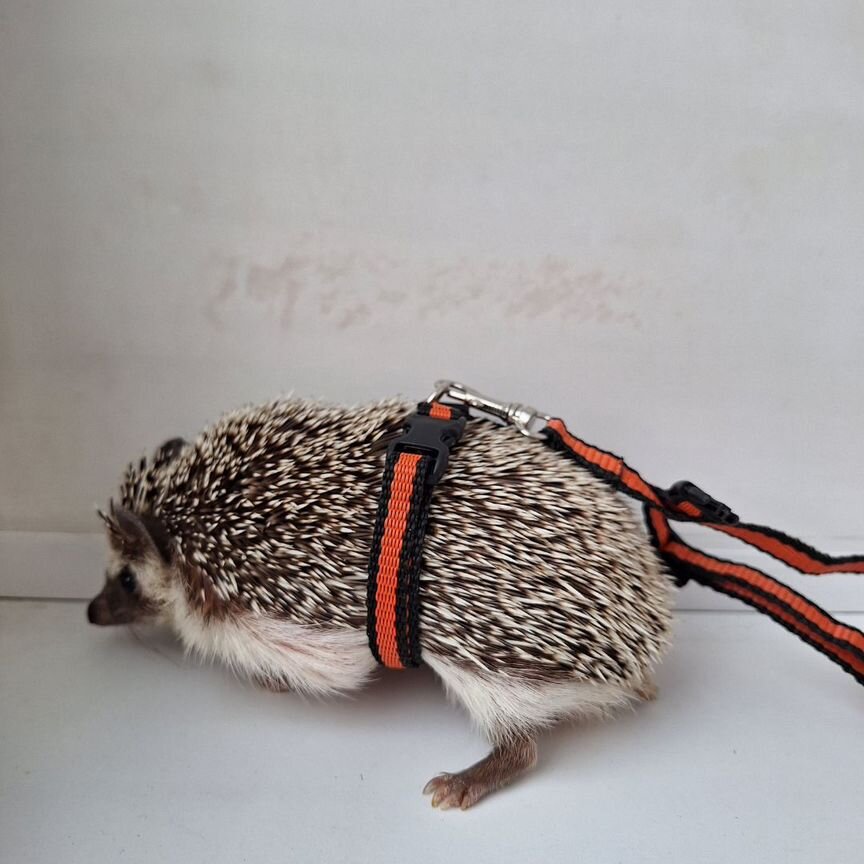 Поводок для кошек