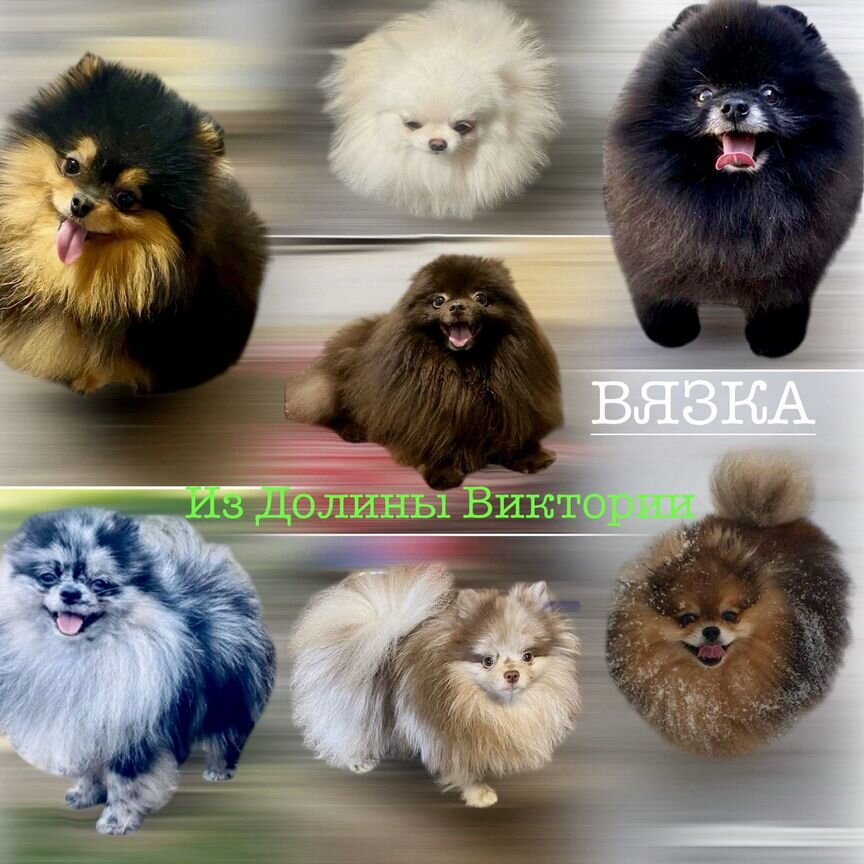 Померанский шпиц, взрослый пёс