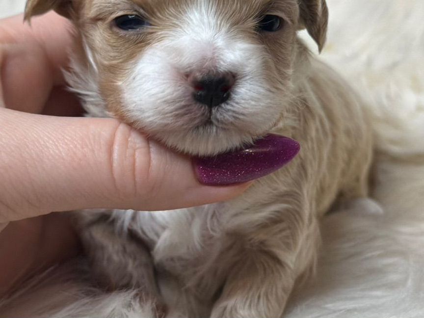 Малышек мальтипу на бронь