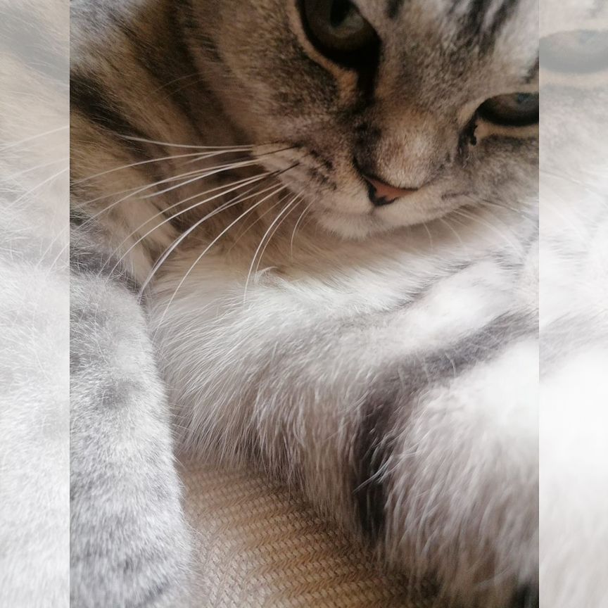 Шотландская прямоухая короткошёрстная кошка, взрослая