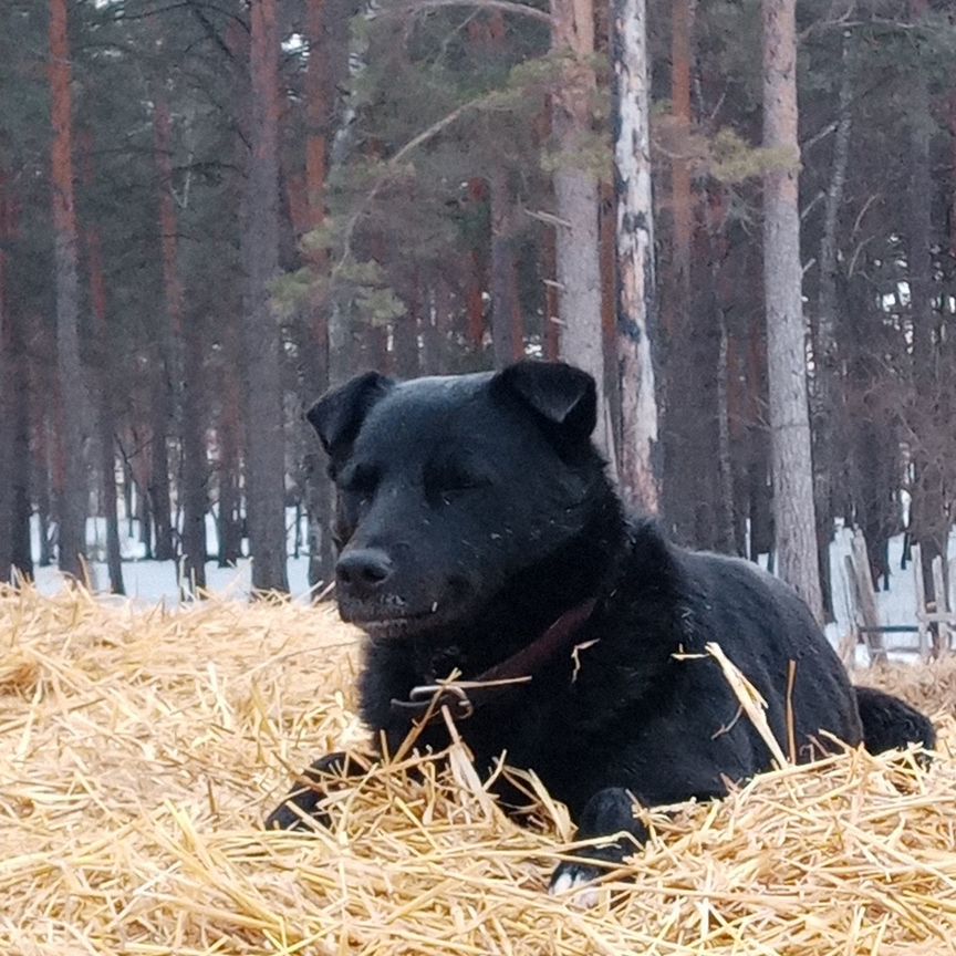 Собачки ищут хорошие ручки