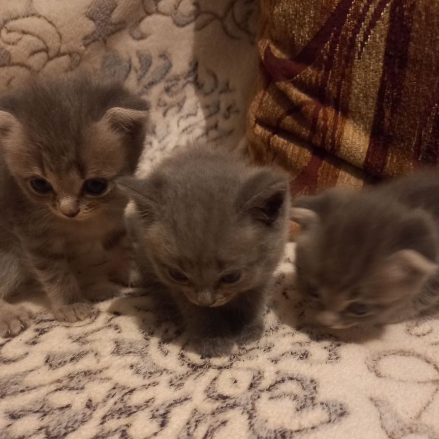 Шотландские котята