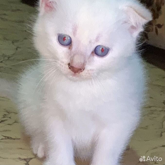 Редкие чистокровные шотландские вислоухие котята