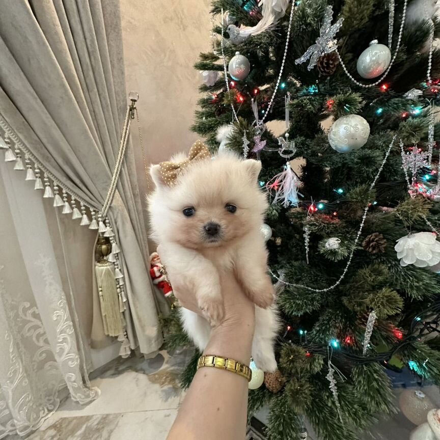 Померанский шпиц, щенок