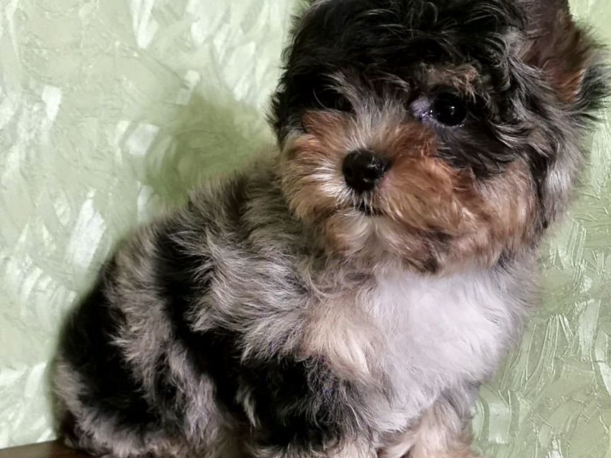 Йоркширский терьер