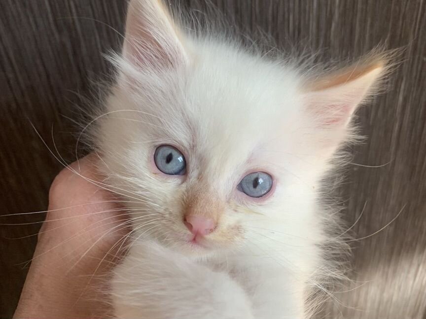 Тайские котята