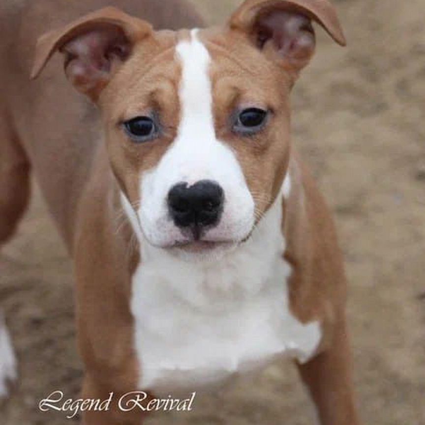 Американский стаффордширский терьер, щенок