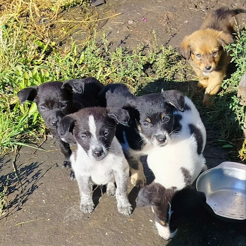 В хорошие руки, отдадим щенят