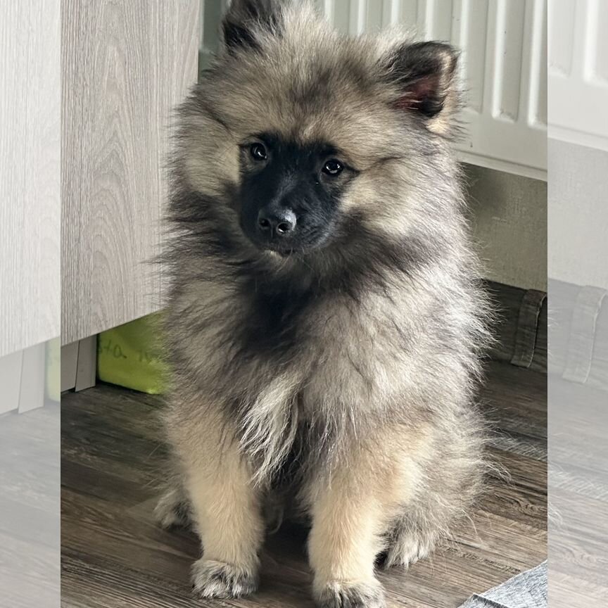 Вольфшпиц, щенок