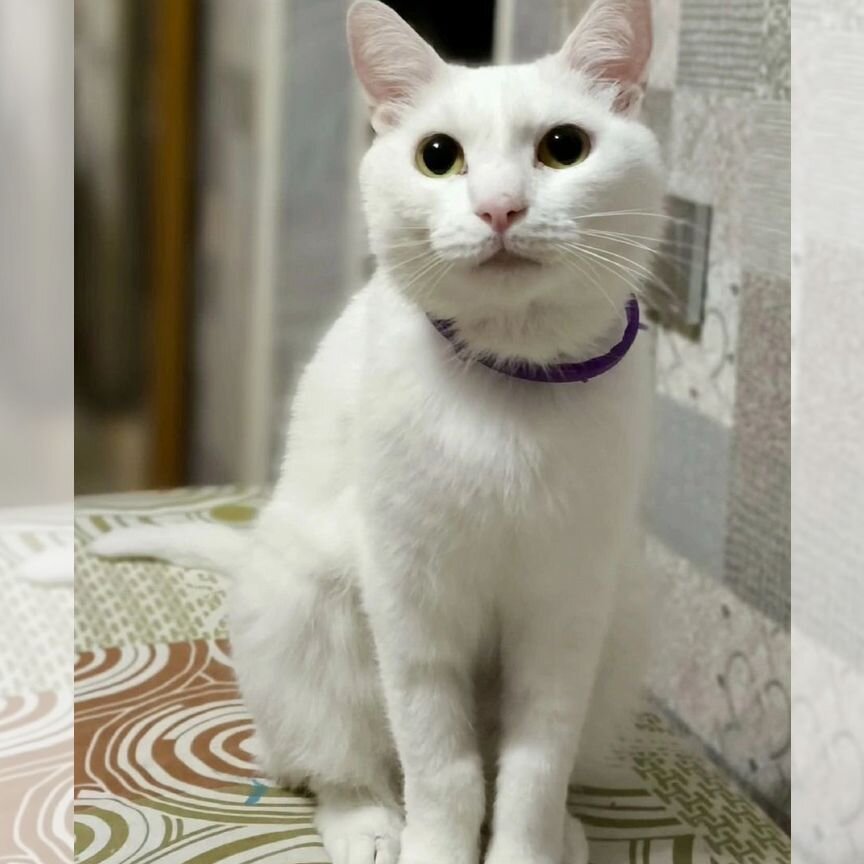 Белоснежный кот