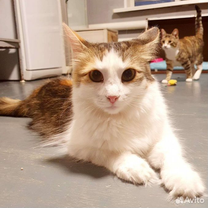 Кошечка Алиса - пушистый хвостик