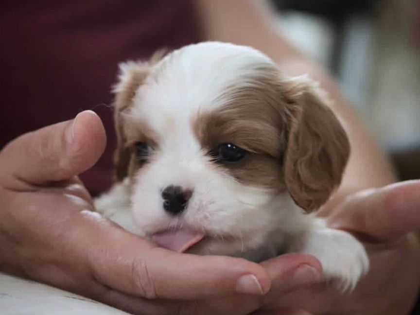 Кавалер Кинг спаниель красотка