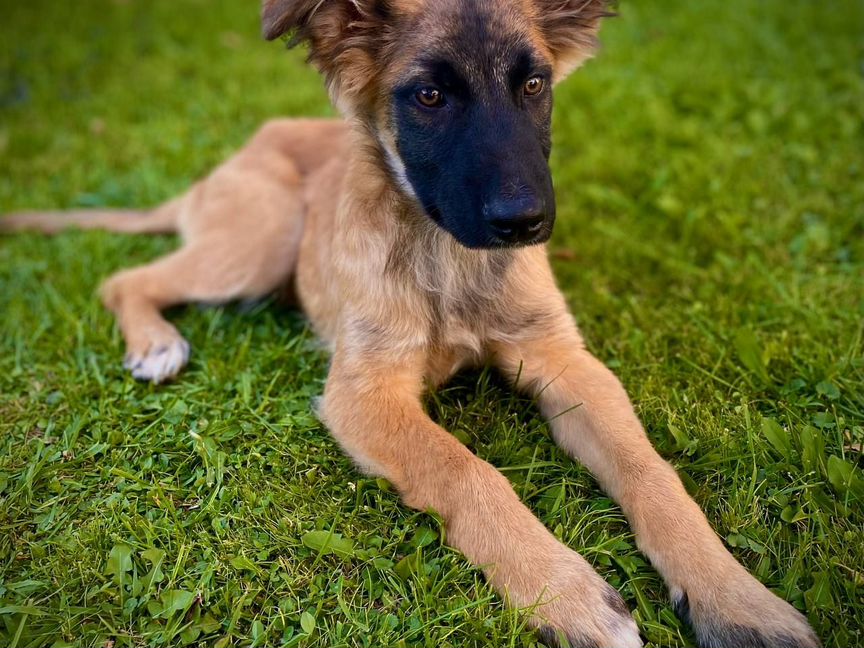 Щенок мальчик Локи