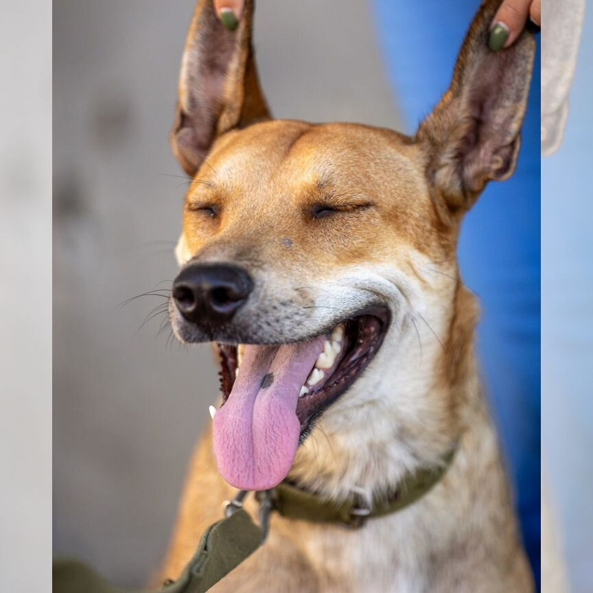 Собака-Улыбака