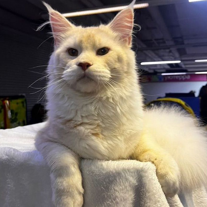 Мейн-кун котёнок