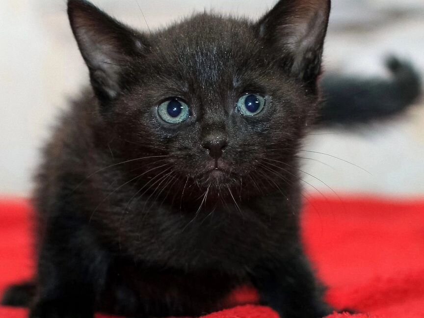 Малышка Чернышка