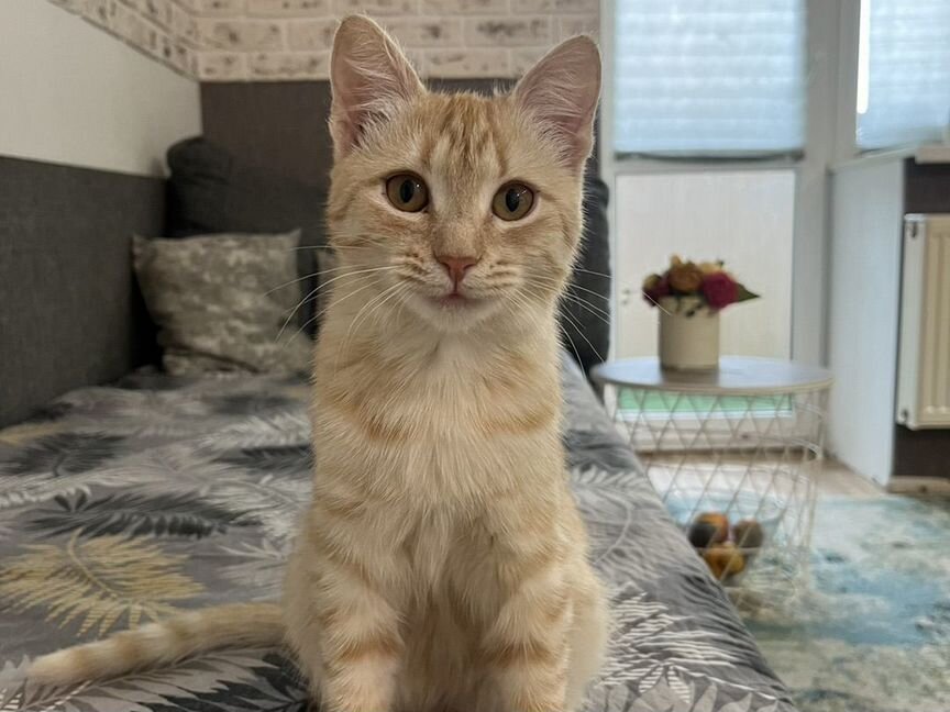 Кошка в добрые руки