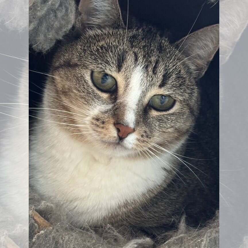 Взрослая, Девочка кошка в добрые руки