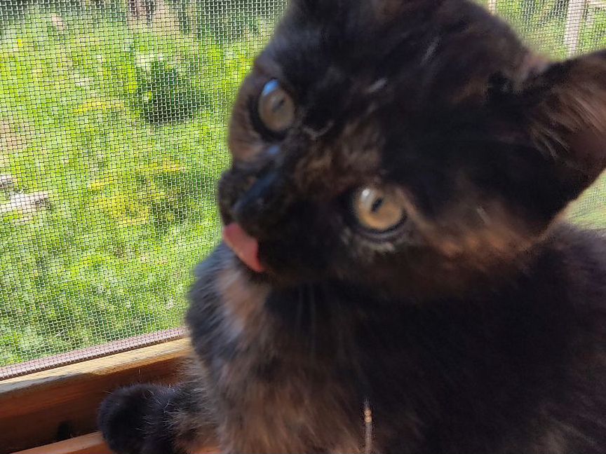 Кошка в дар