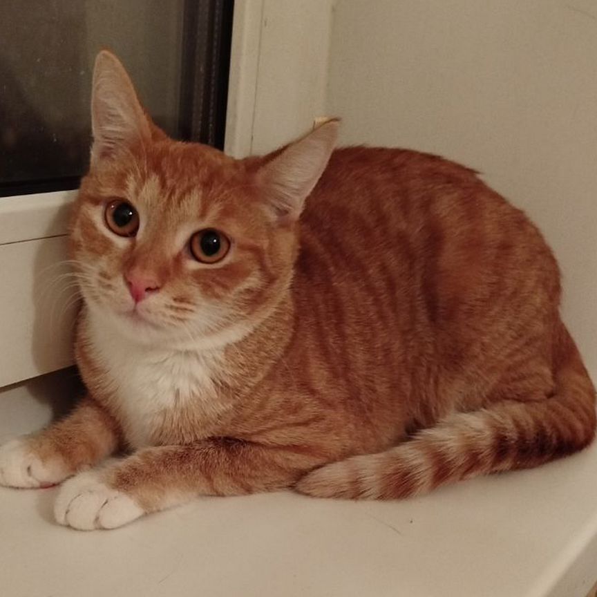 Рыжая девочка в любящую семью