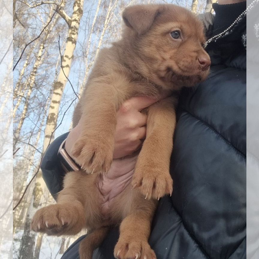 Щенок в добрые руки