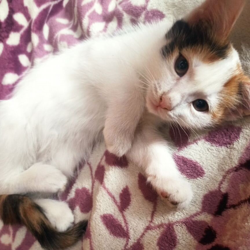 Котёнок в добрые руки