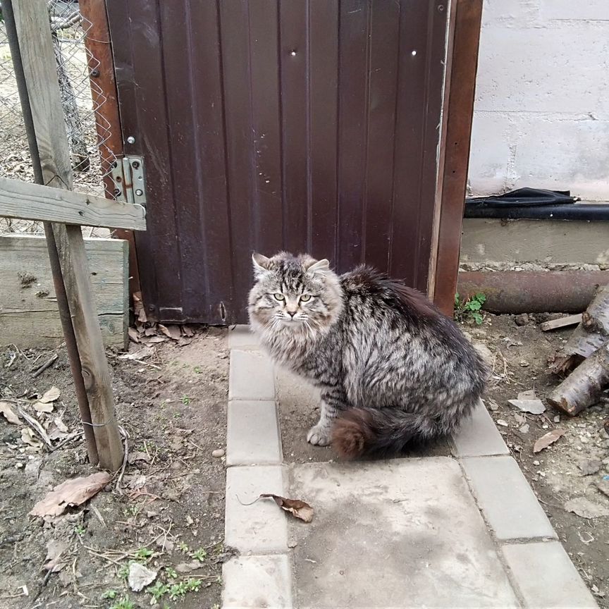 Красивая кошечка в добрые руки