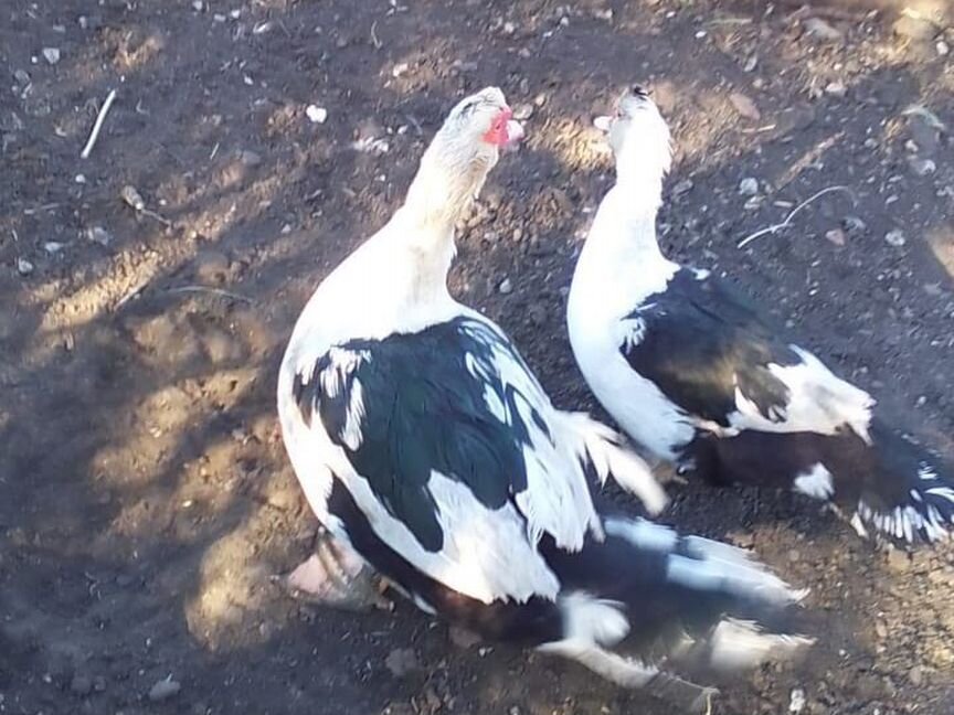 Индоутки, пара