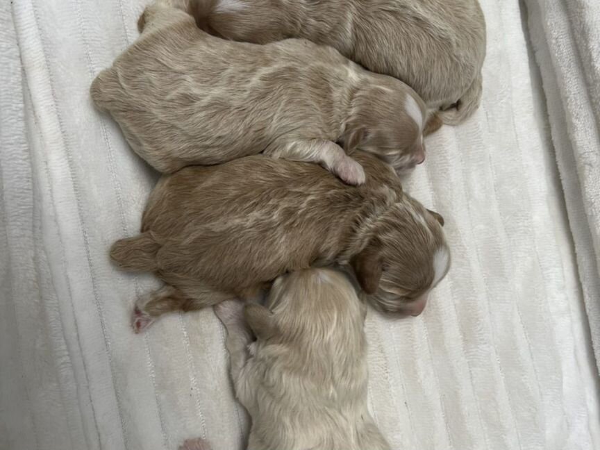 Мальтипу ф1 малыши на бронь