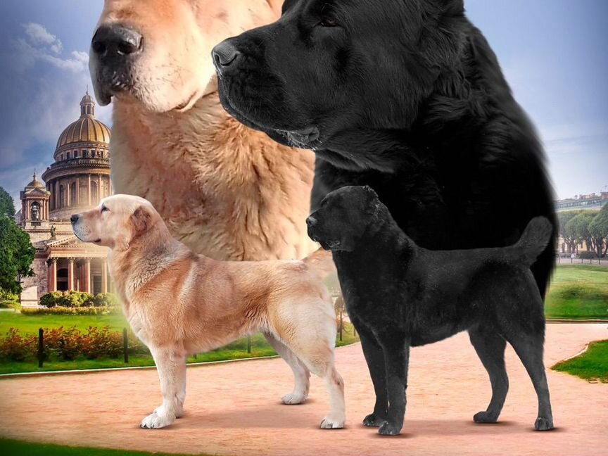 Питомник из дома рахад