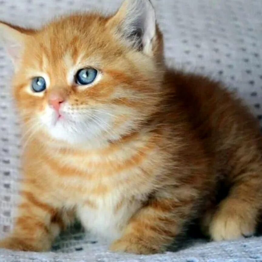 Шотландские Рыжики)