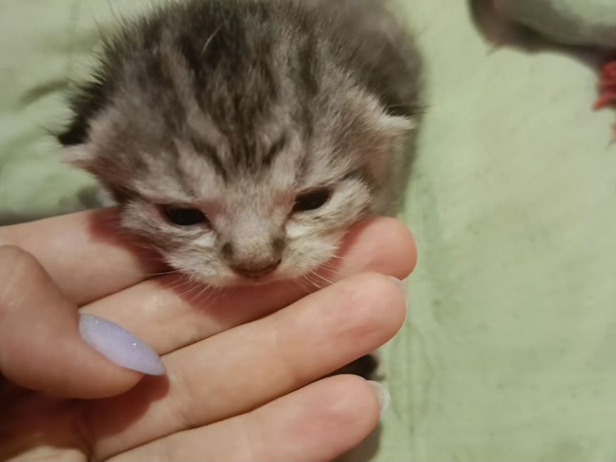 Шотландские котята