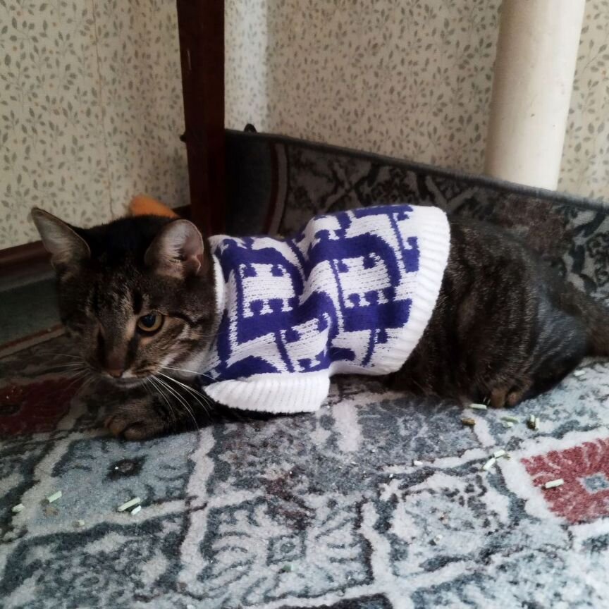 Одноглазую кошечку не хотят забирать