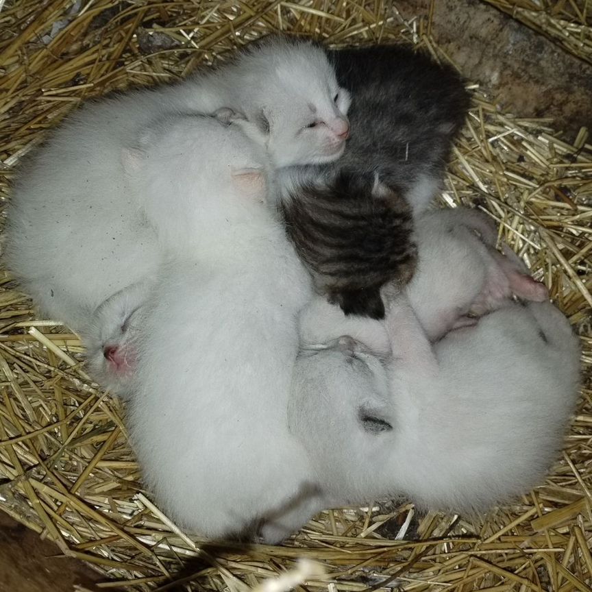 Отдам в добрые руки котят