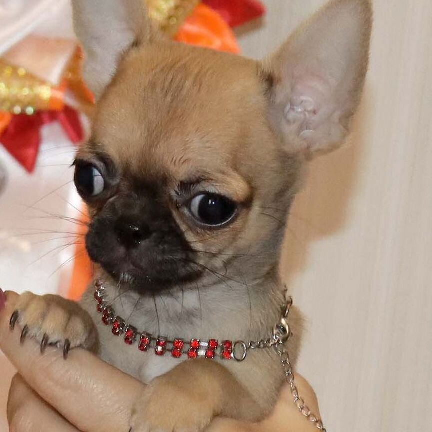 Чихуахуа, щенок